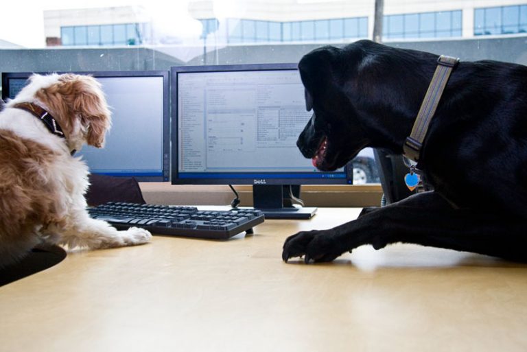 Tendencias: ¿Con los perros a la oficina? - Ciudad Emprende